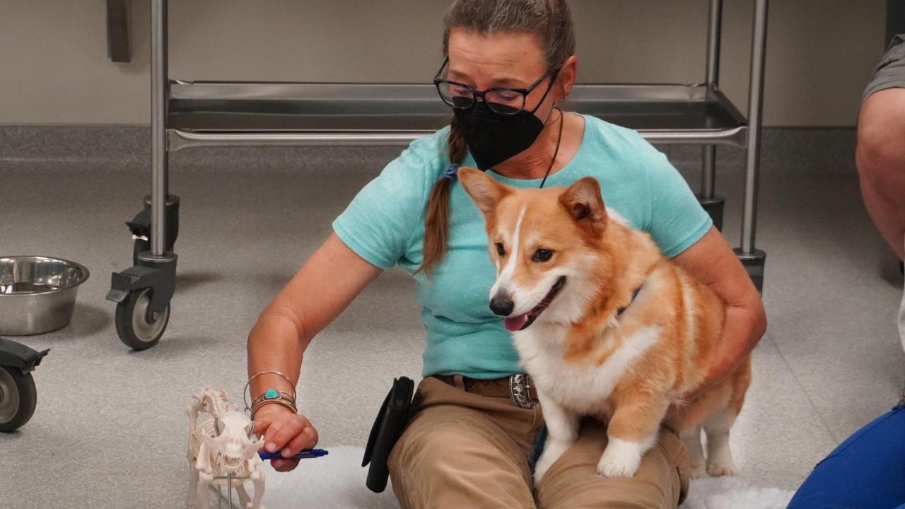 Small Animal Certified Veterinary Acupuncturist (SA CVA) Course | Center for Continuing ...